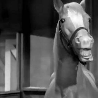 Mr. ED the talking famous horse uncensered | Free Chat with AI Bot