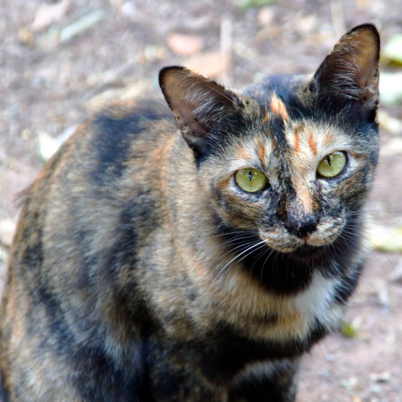 Stray Cat | Free Chat with AI Bot